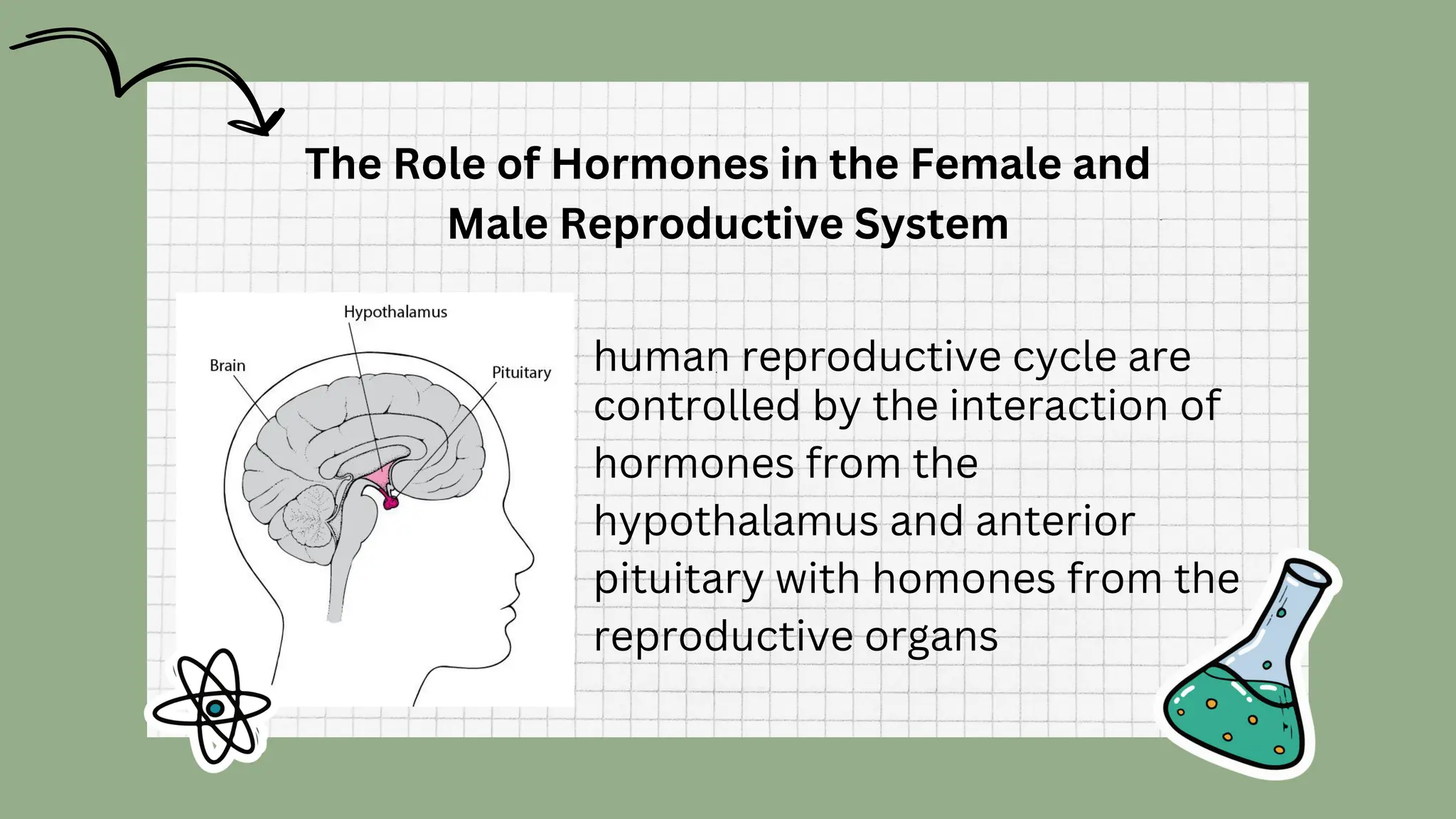 HORMONES AND ITS ROLES IN THE HUMAN REPRODUCTIVE SYSTEM | PDF
