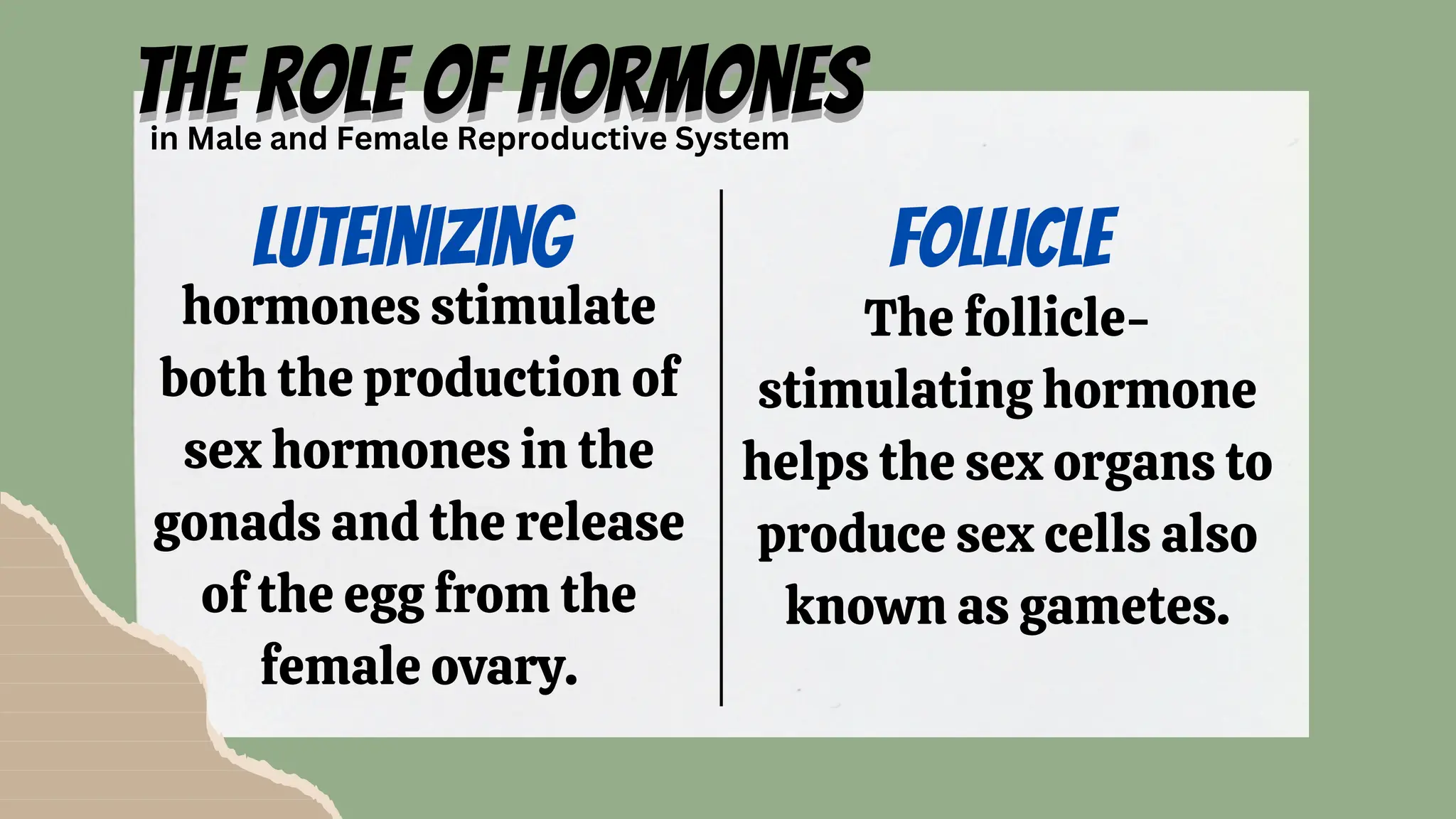 HORMONES AND ITS ROLES IN THE HUMAN REPRODUCTIVE SYSTEM | PDF