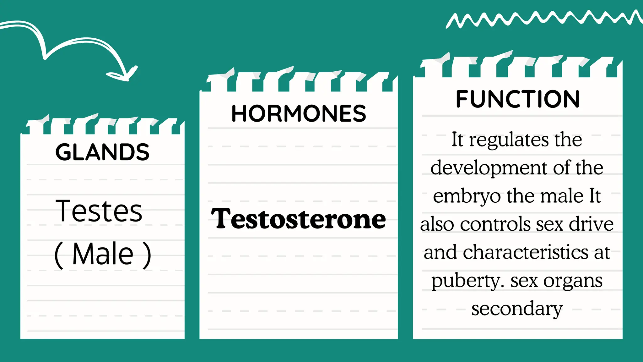 HORMONES AND ITS ROLES IN THE HUMAN REPRODUCTIVE SYSTEM | PDF