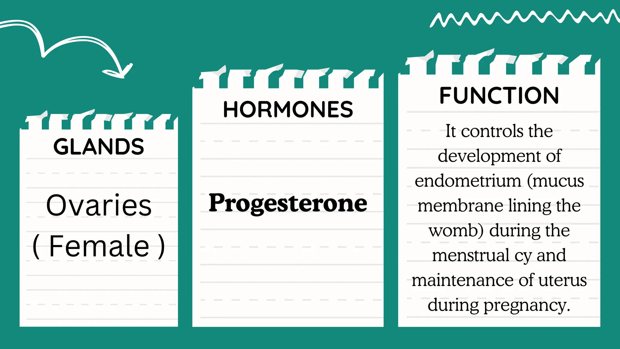 HORMONES AND ITS ROLES IN THE HUMAN REPRODUCTIVE SYSTEM | PDF