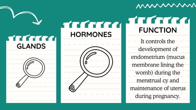 HORMONES AND ITS ROLES IN THE HUMAN REPRODUCTIVE SYSTEM | PDF