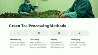 Green Tea with Highest Antioxidants | PDF