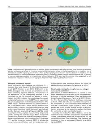 Green technology-for-bioremediation-of-the-eutrophication-phenomenon-in ...