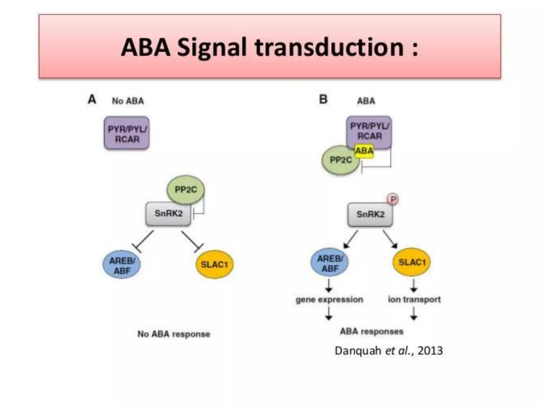 ABA Harmone Regulatory Pathway | PPTX
