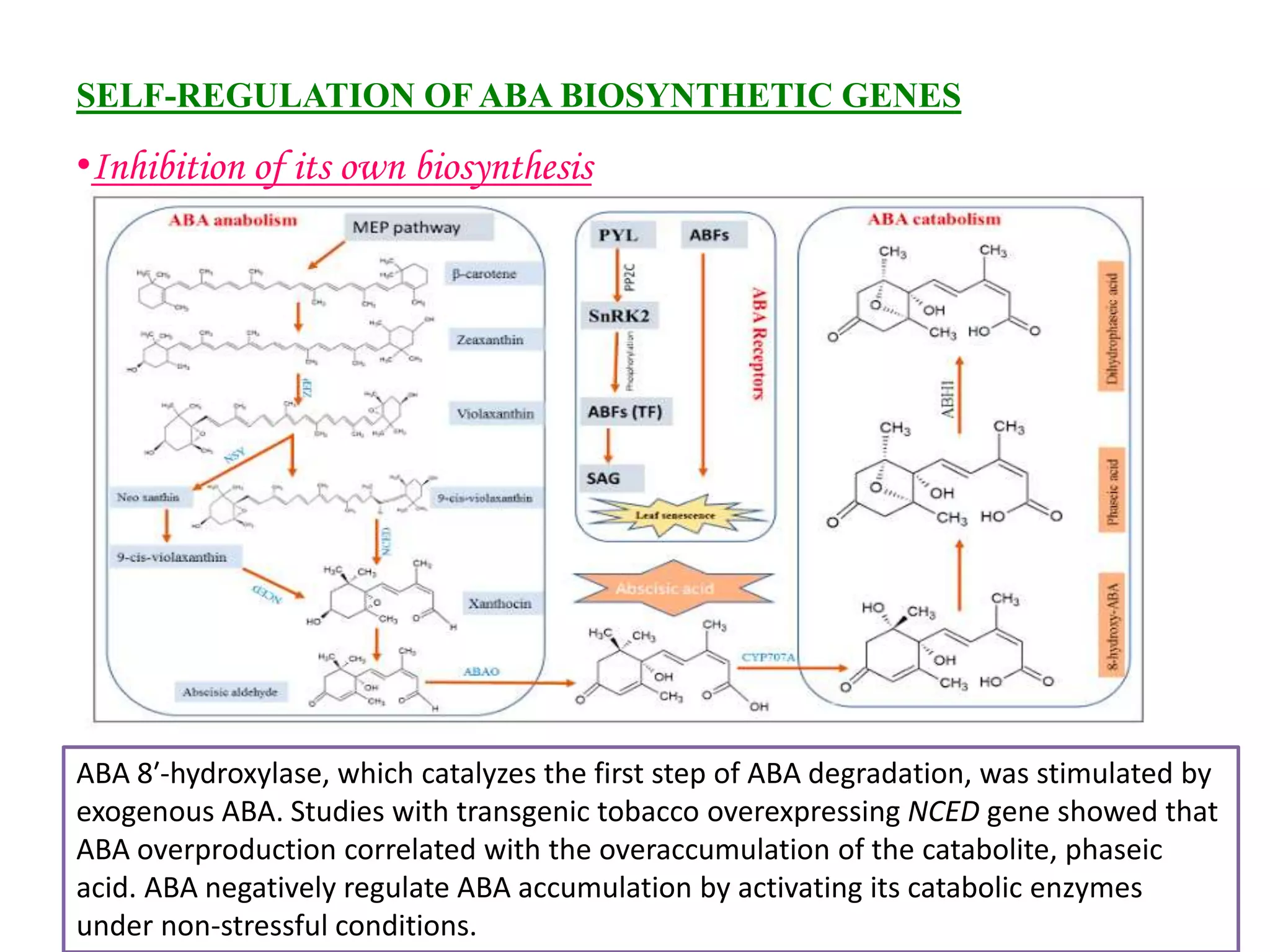 ABA Harmone Regulatory Pathway | PPTX