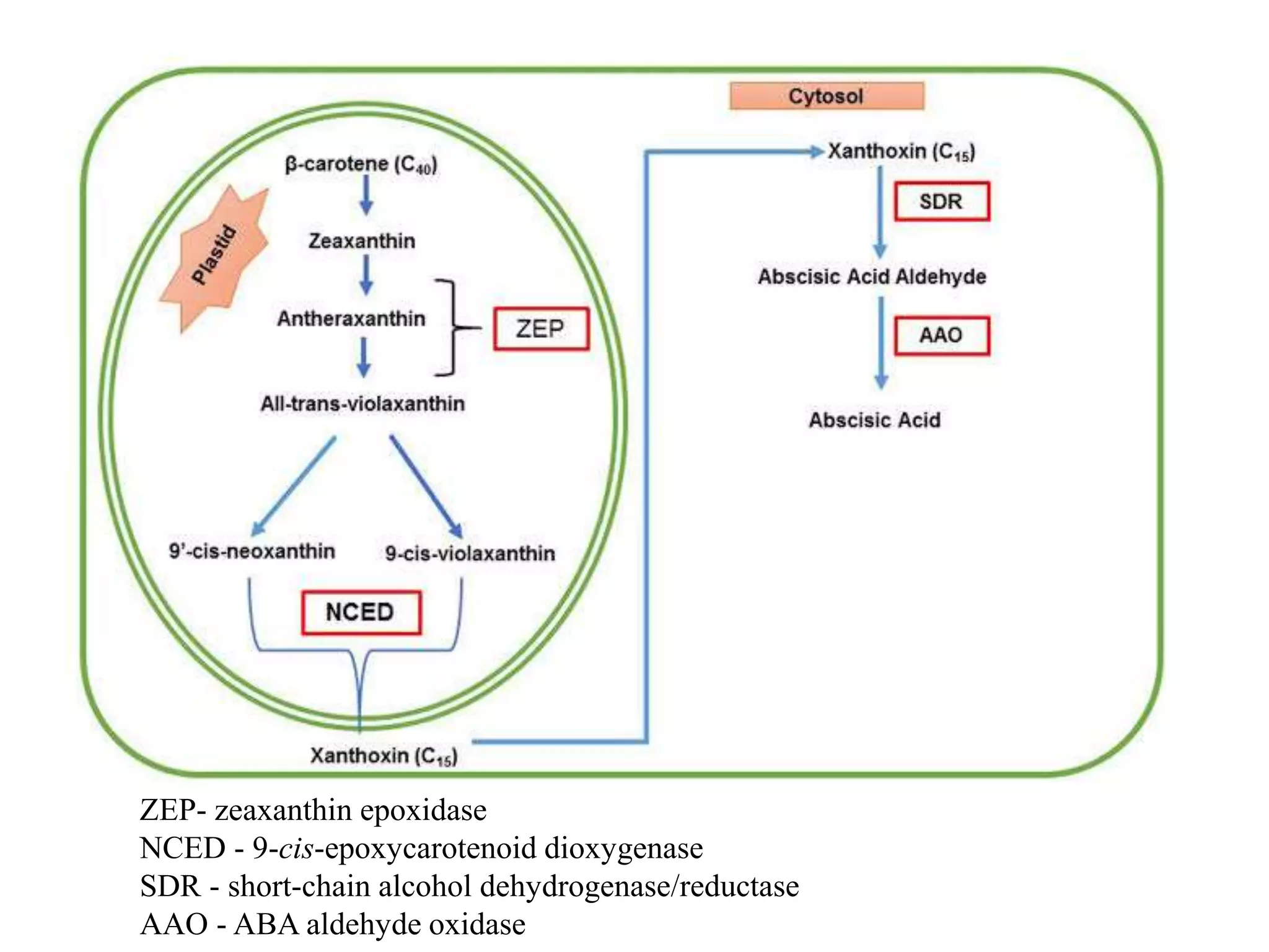 ABA Harmone Regulatory Pathway | PPTX