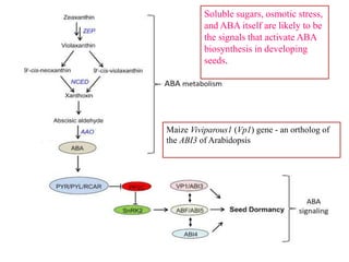 ABA Harmone Regulatory Pathway | PPTX