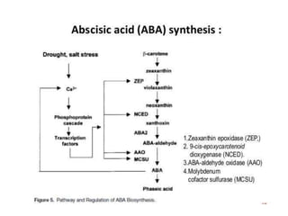 ABA Harmone Regulatory Pathway | PPTX