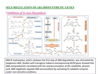 ABA Harmone Regulatory Pathway | PPTX