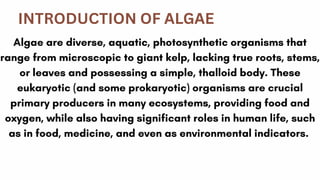 Sailent features of different groups of algae | PDF