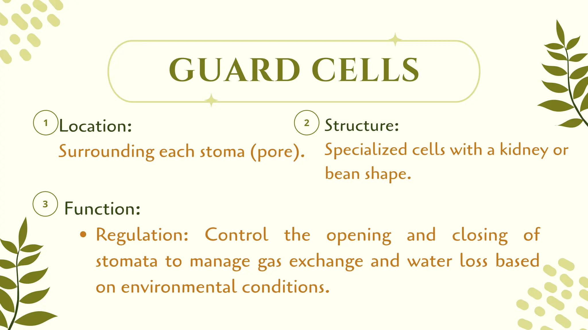Dermal Tissue System (PLANT) – PPT Overview | PDF
