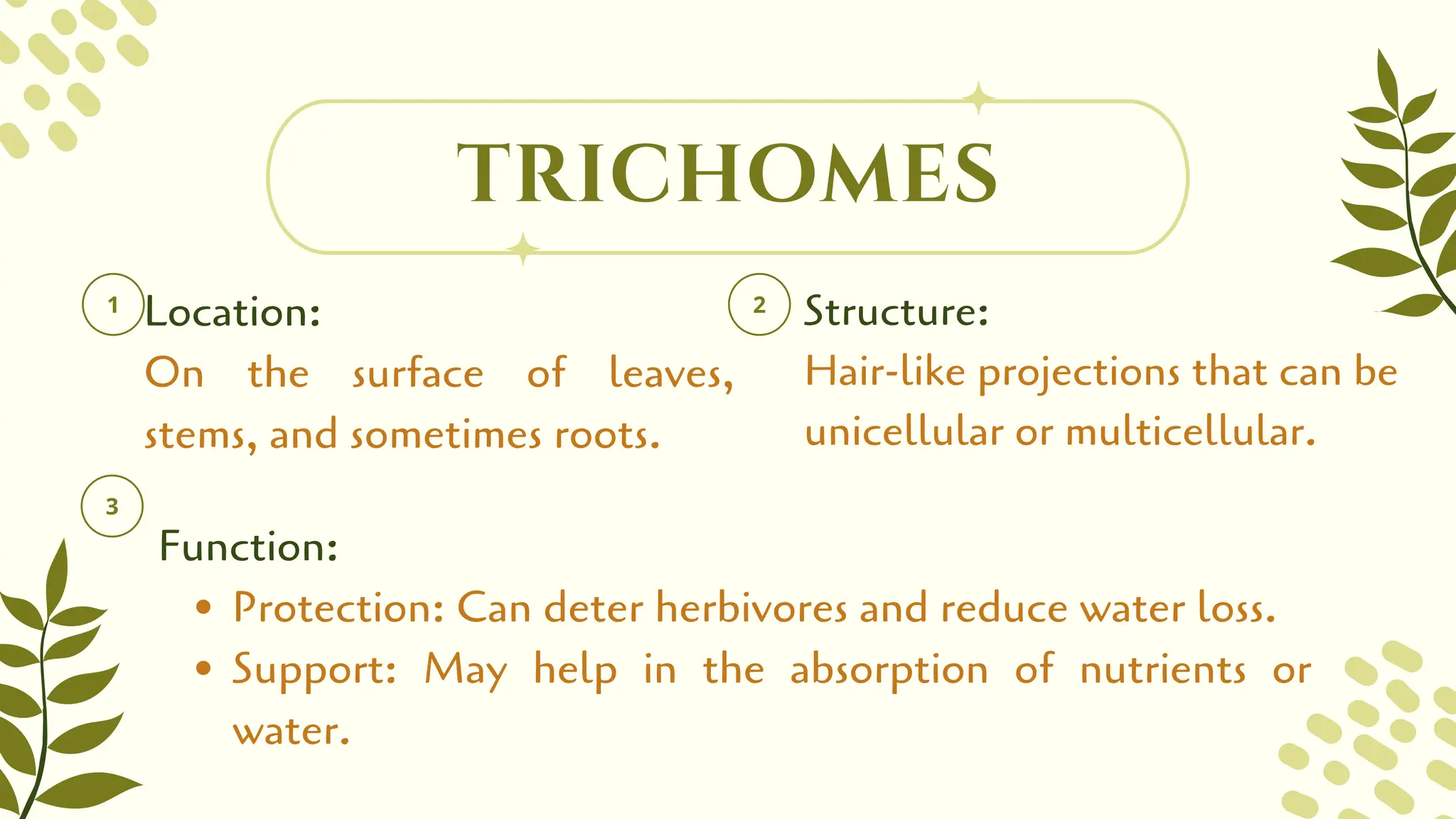 Dermal Tissue System (PLANT) – PPT Overview | PDF