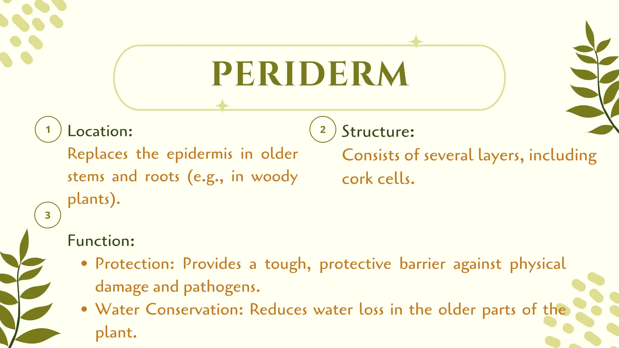 Dermal Tissue System (PLANT) – PPT Overview | PDF