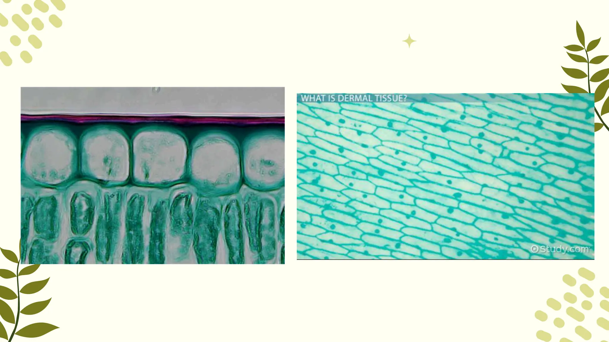 Dermal Tissue System (PLANT) – PPT Overview | PDF