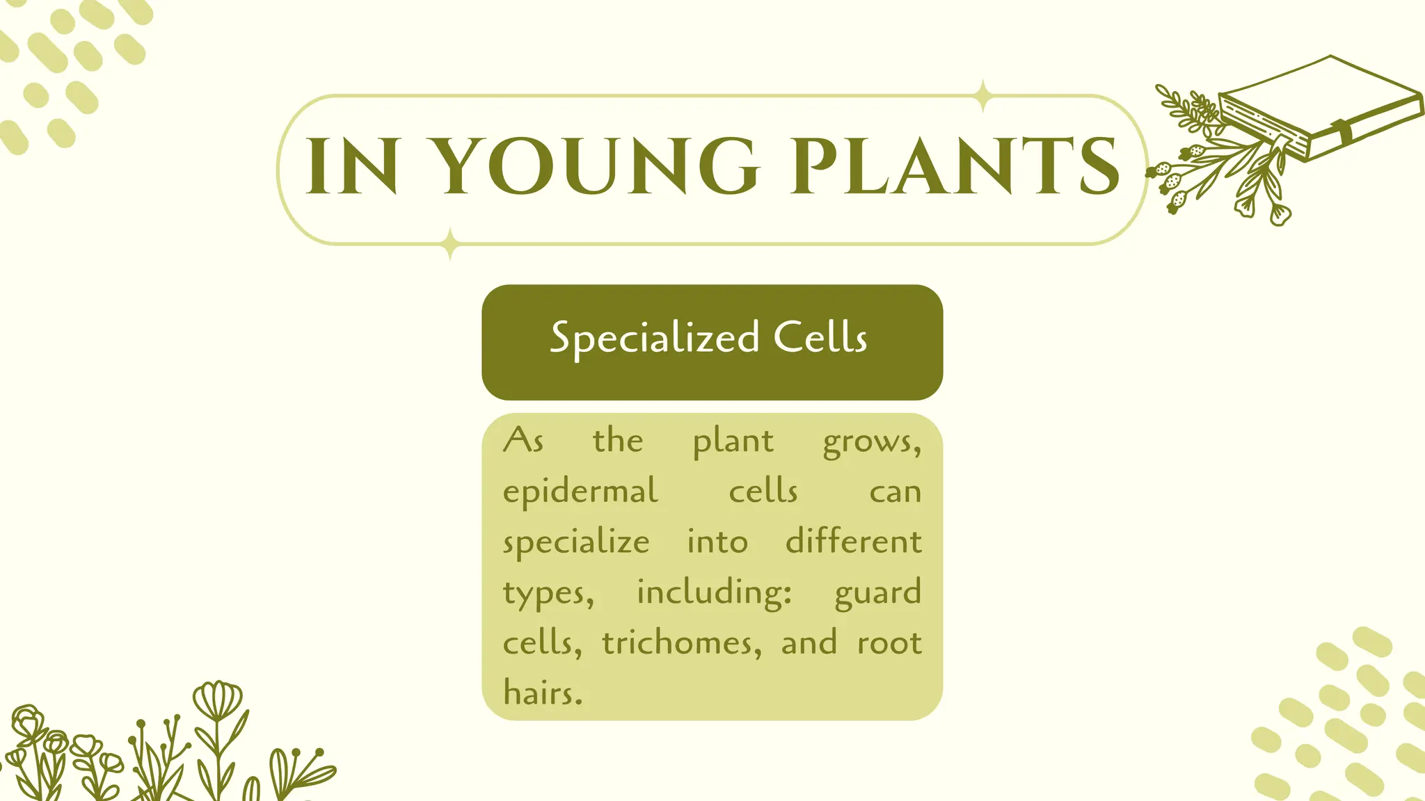 Dermal Tissue System (PLANT) – PPT Overview | PDF