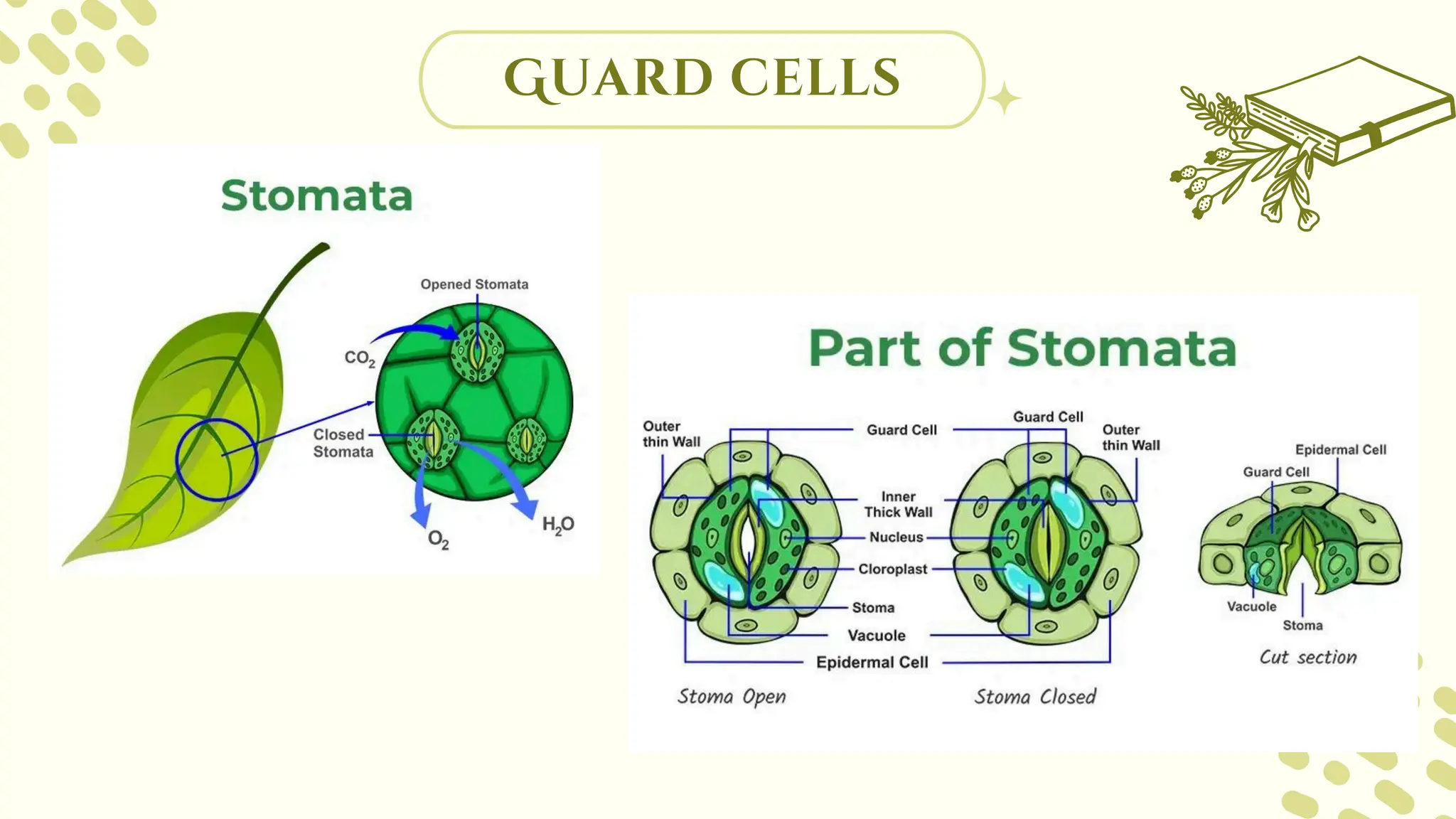 Dermal Tissue System (PLANT) – PPT Overview | PDF