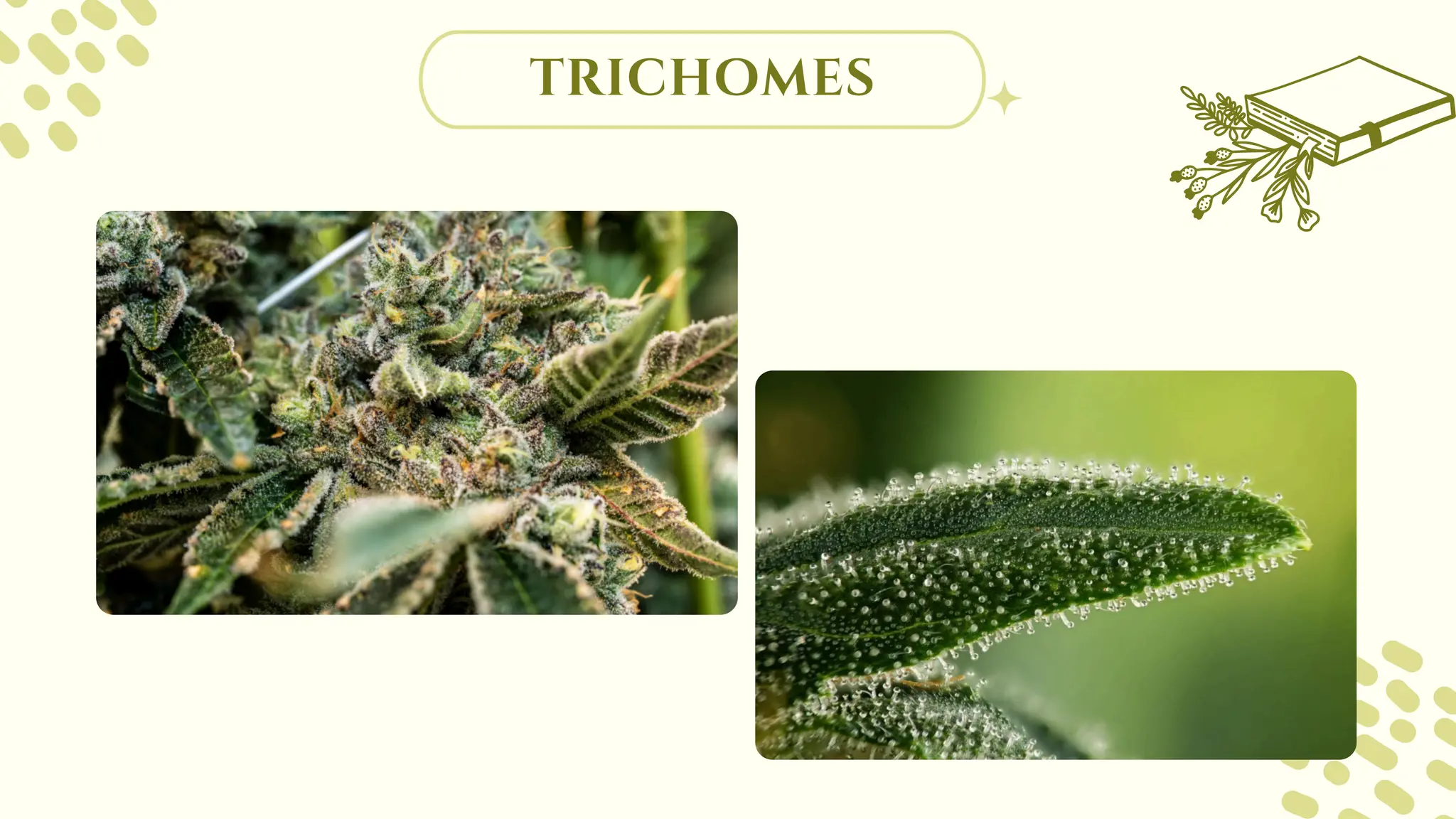 Dermal Tissue System (PLANT) – PPT Overview | PDF