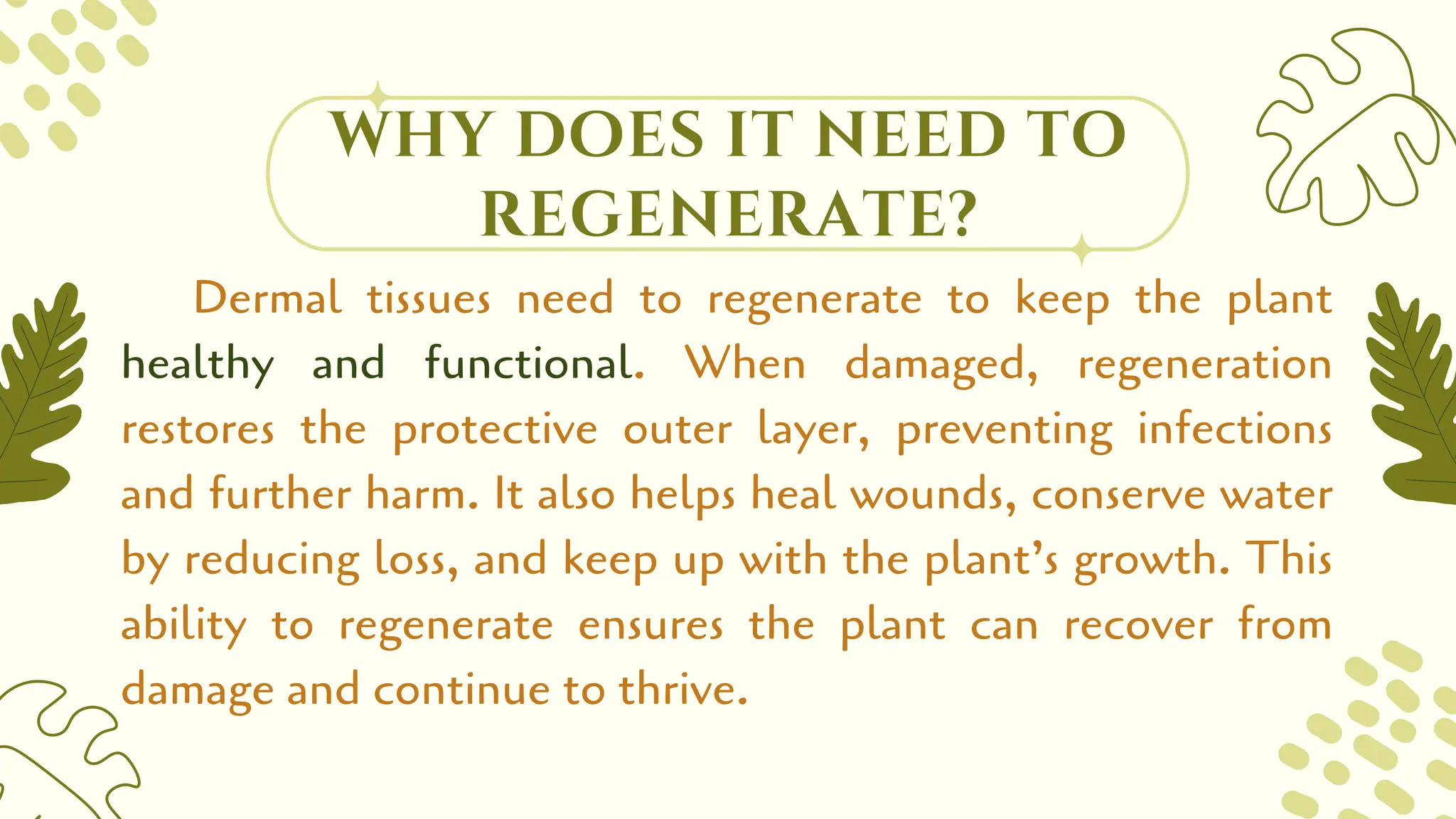 Dermal Tissue System (PLANT) – PPT Overview | PDF