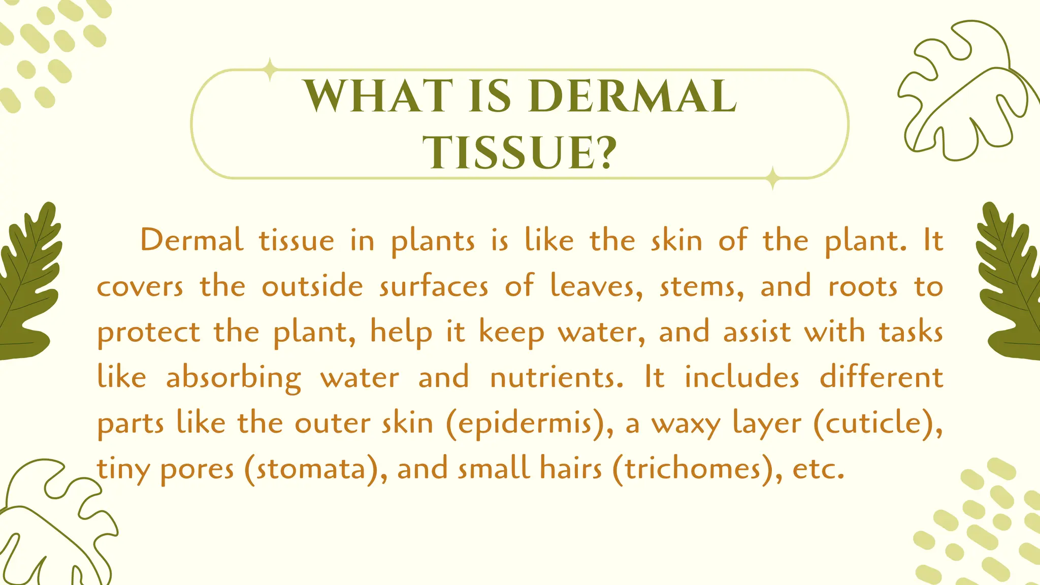 Dermal Tissue System (PLANT) – PPT Overview | PDF