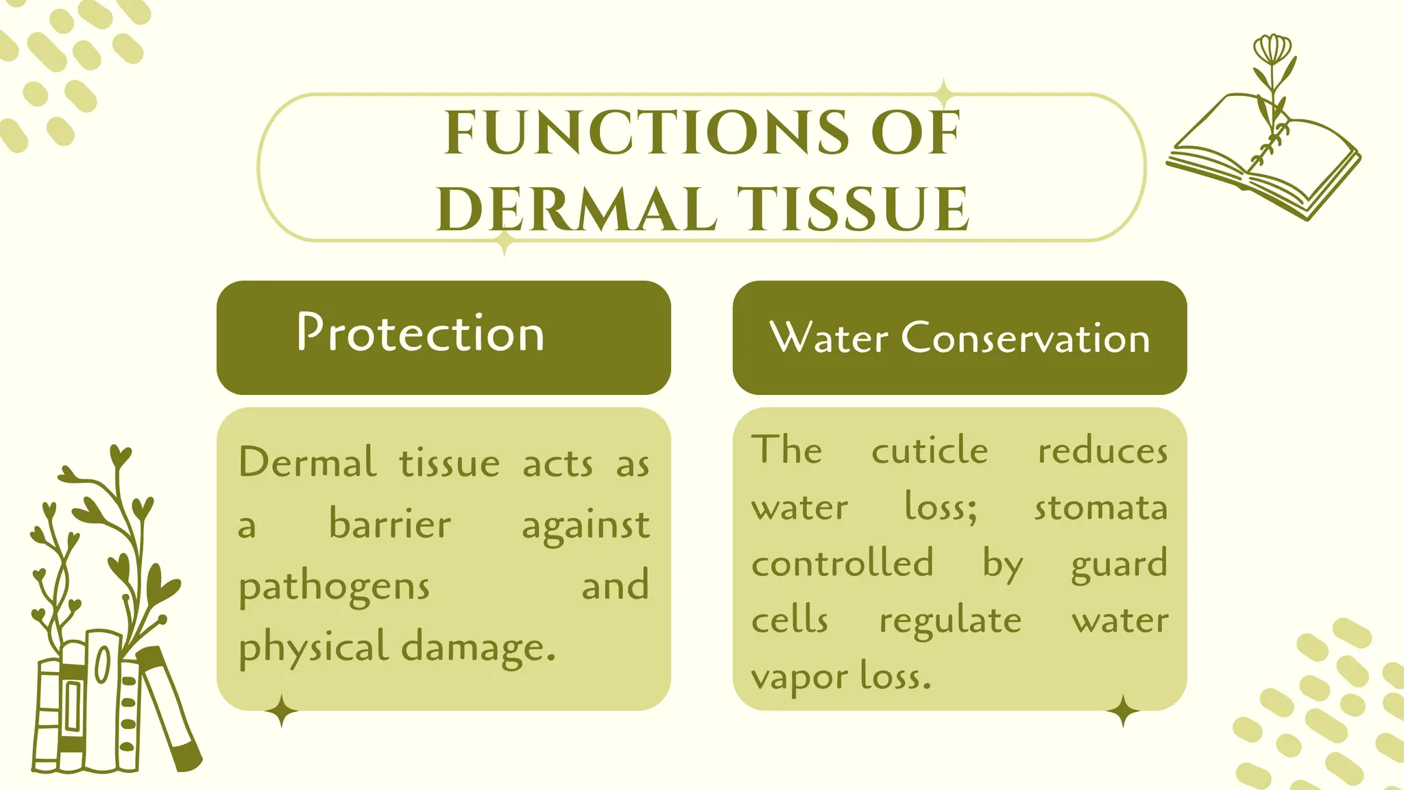 Dermal Tissue System (PLANT) – PPT Overview | PDF