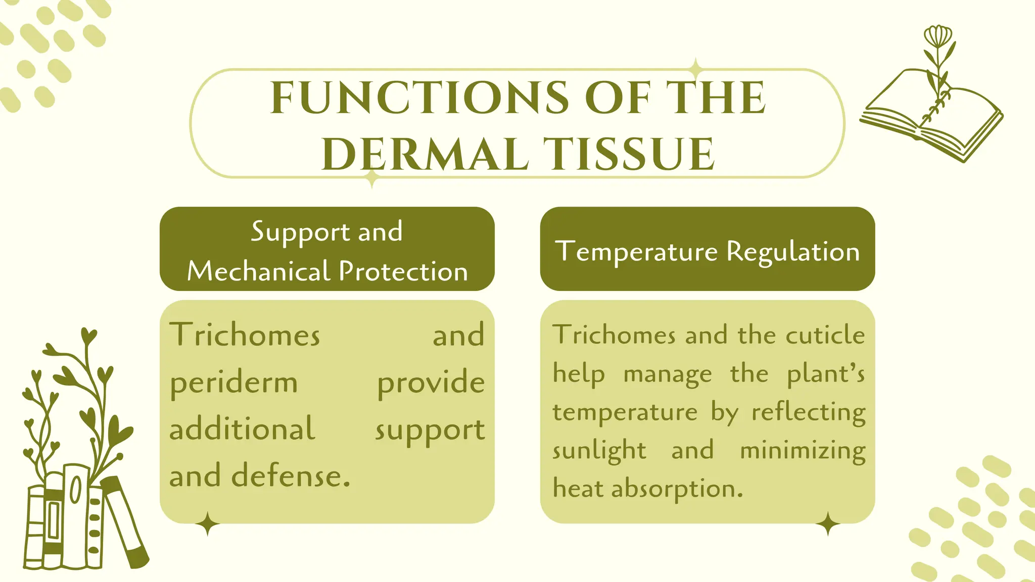 Dermal Tissue System (PLANT) – PPT Overview | PDF