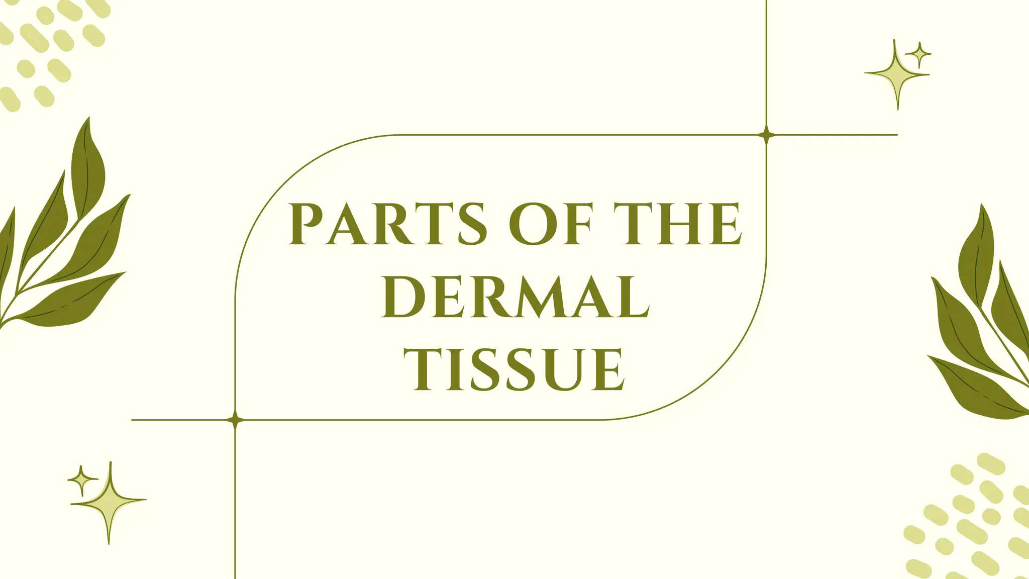 Dermal Tissue System (PLANT) – PPT Overview | PDF