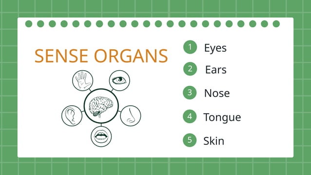 Green and Orange Illustrative Science Sense Organs Presentation (1).pptx