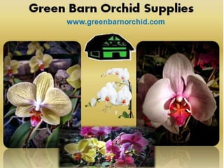 Orchid nursery Florida : Green Barn Orchid Supplies | PPT
