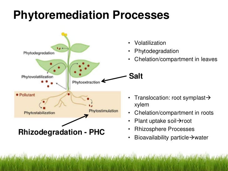 Phytoremediation of phc & salt 2011 Dr Greenberg