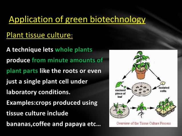 Green biotechnology | PPTX | Biotech and Biomedical Industry | Industries