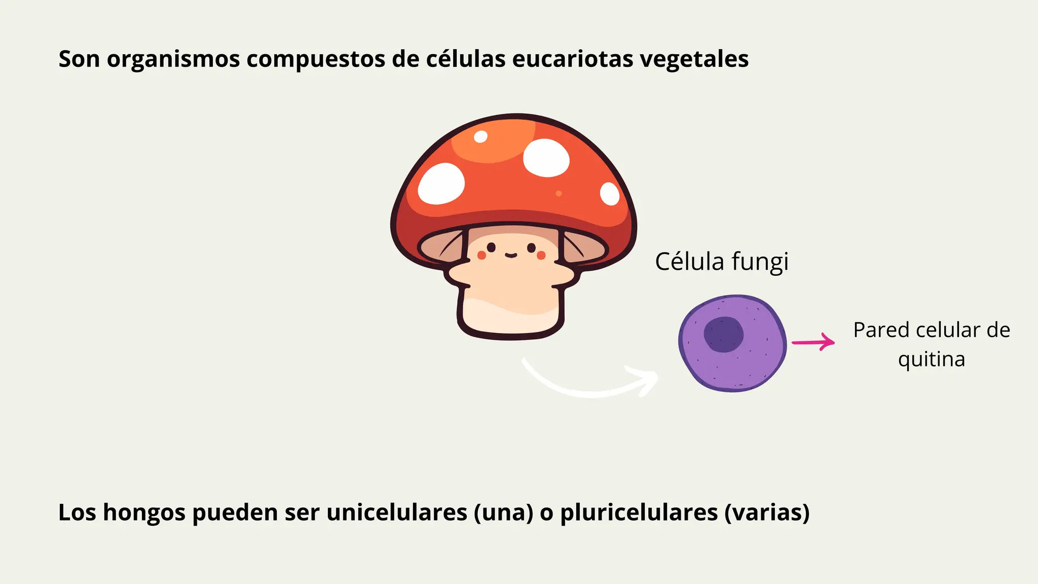 Reino de los Hongos o Fungi 1º ESO (2024) | PDF | Biological Sciences ...