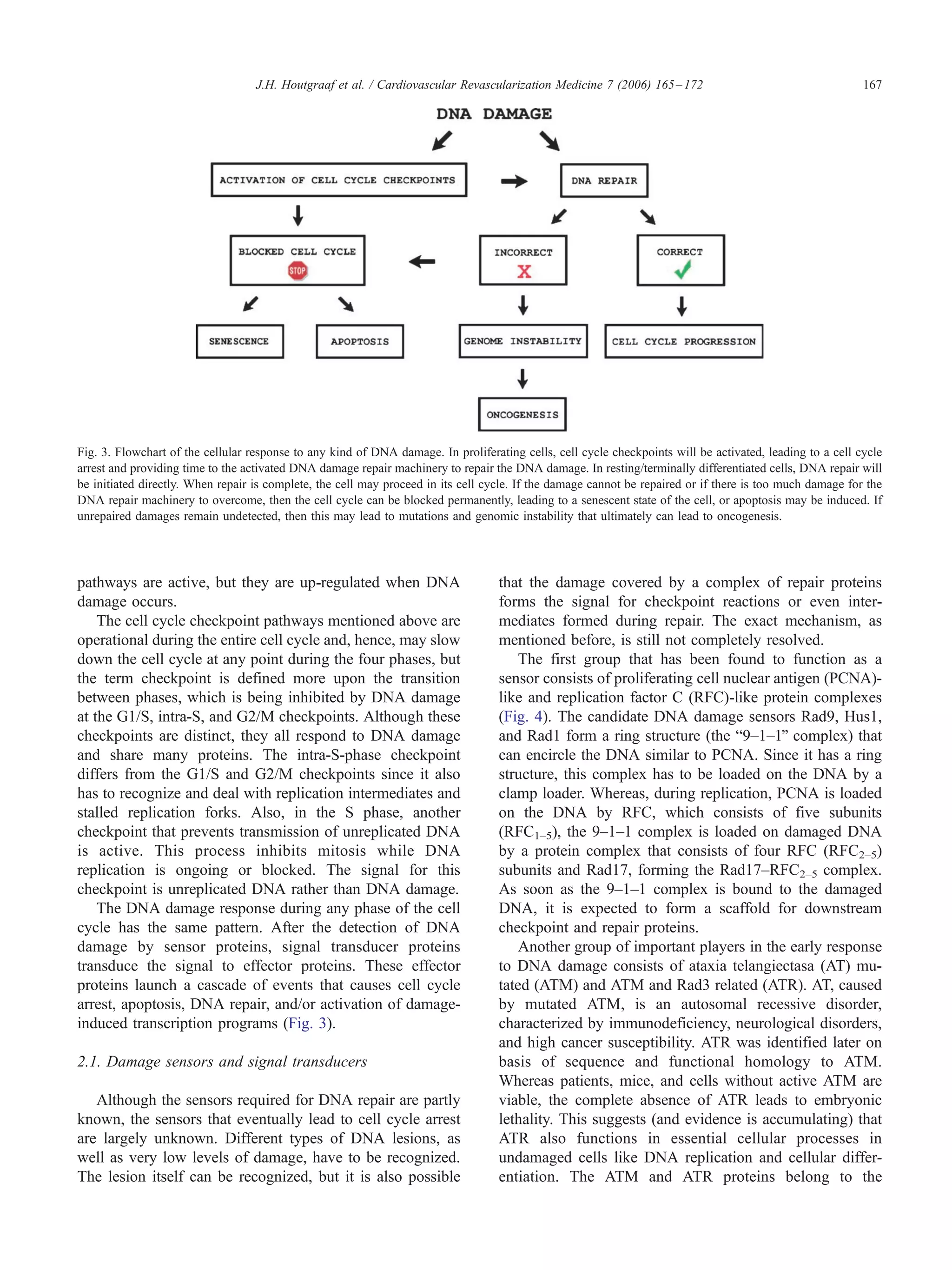 Cell replication | PDF