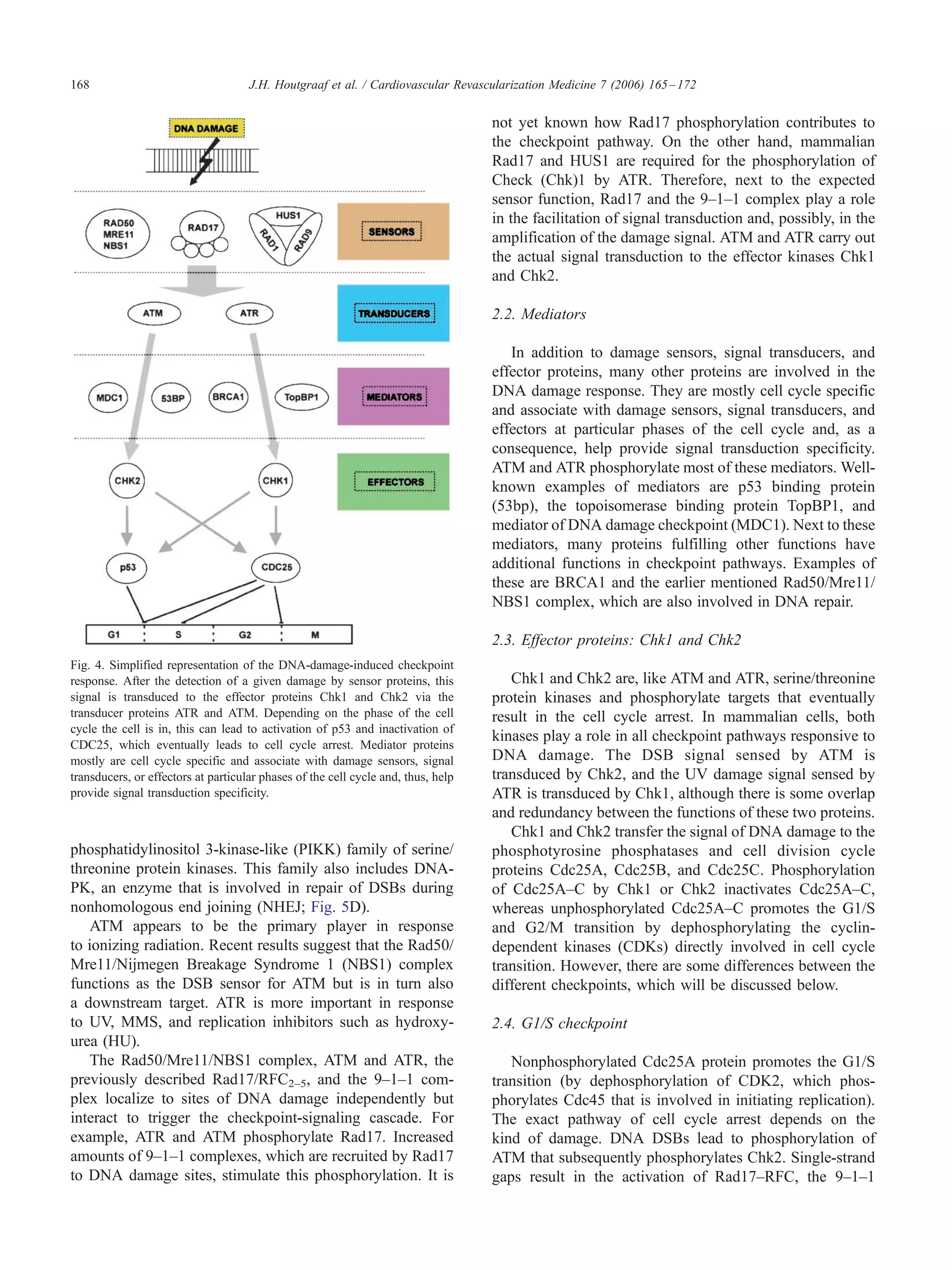 Cell replication | PDF