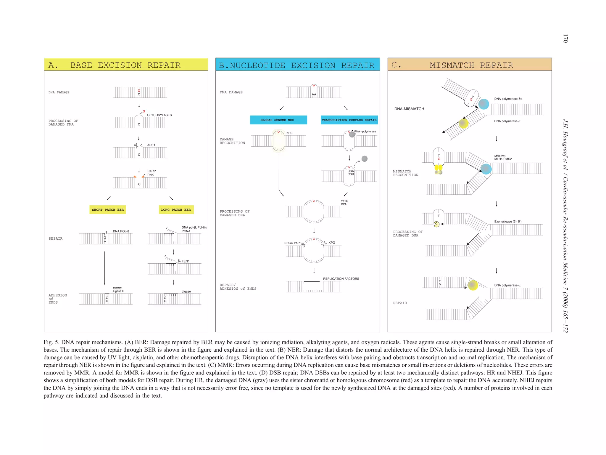 Cell replication | PDF