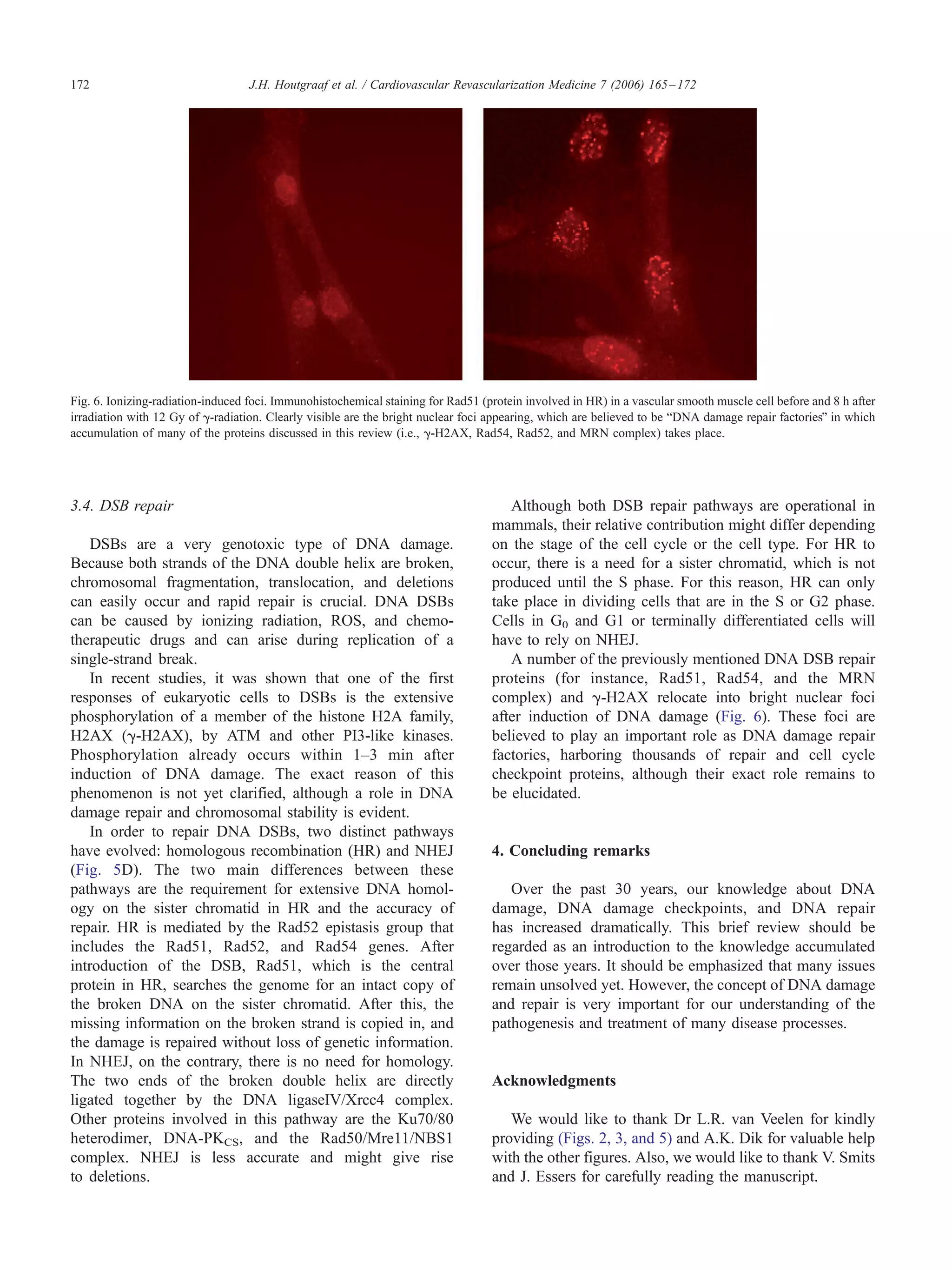 Cell replication | PDF