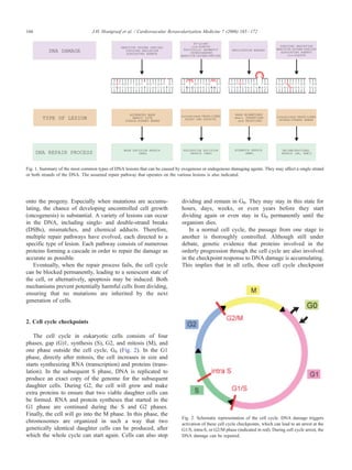 Cell replication | PDF