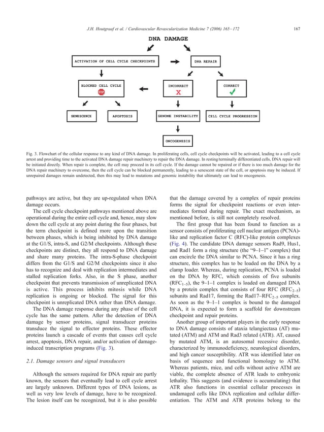 Cell replication | PDF