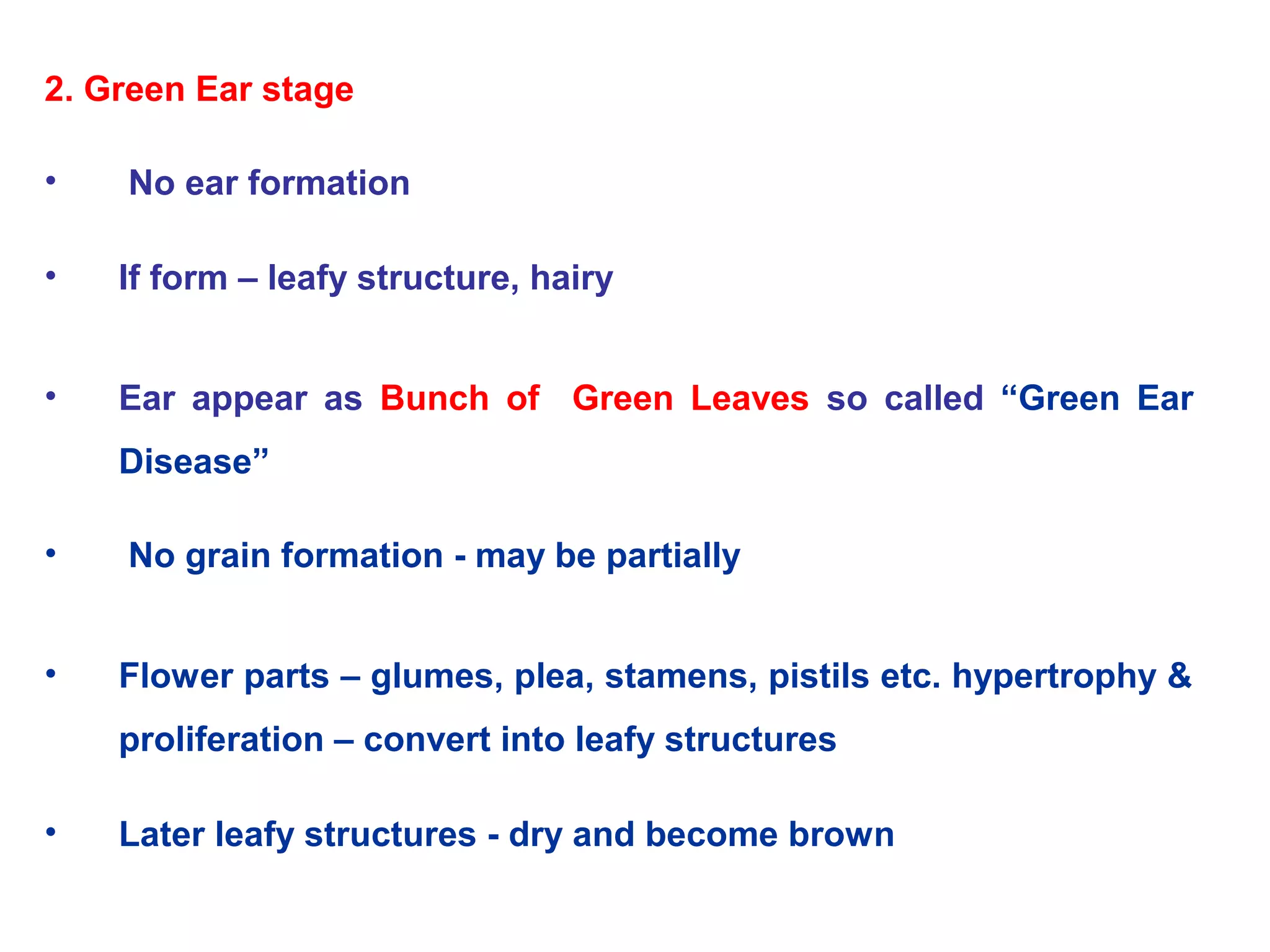 Green ear disease of bajara | PPT