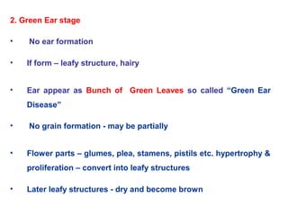Green ear disease of bajara | PPT