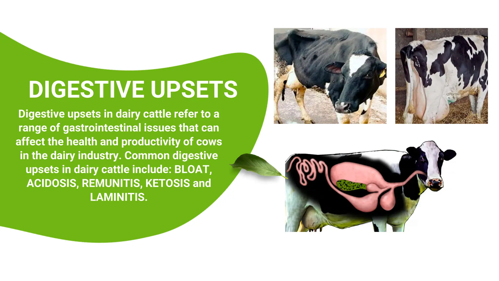 Most common health problems in dairy cattle | PPTX