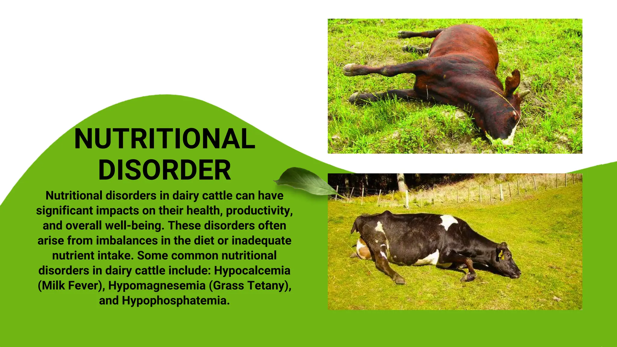 Most common health problems in dairy cattle | PPTX