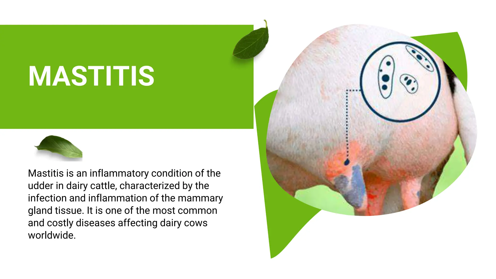 Most common health problems in dairy cattle | PPTX