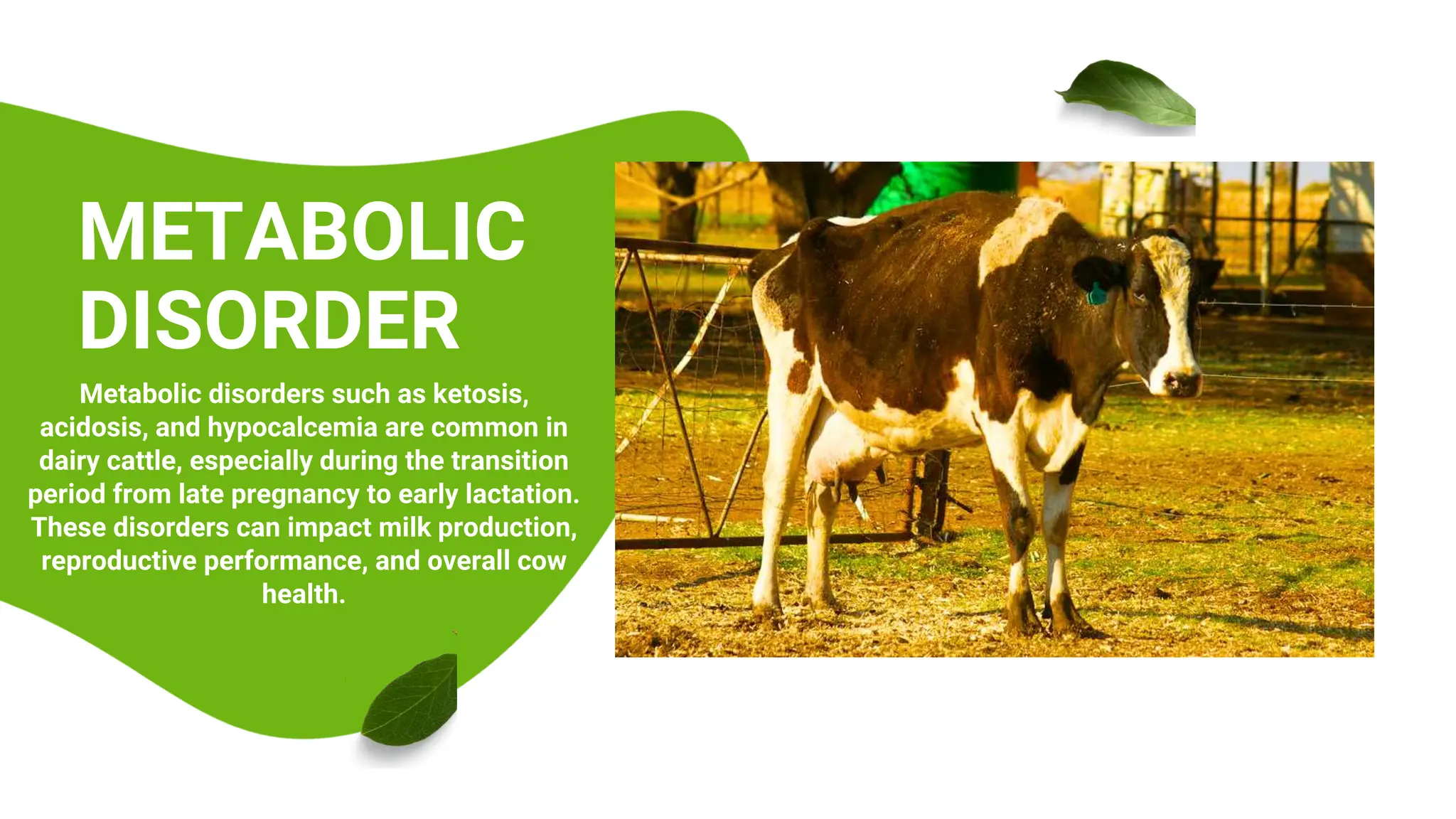 Most common health problems in dairy cattle | PPTX