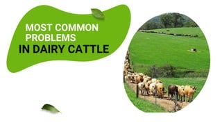 Most common health problems in dairy cattle | PPTX