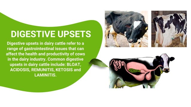 Most common health problems in dairy cattle | PPTX | Veterinary ...