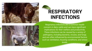Most common health problems in dairy cattle | PPTX