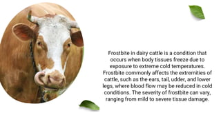 Most common health problems in dairy cattle | PPTX
