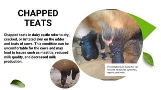 Most common health problems in dairy cattle | PPTX