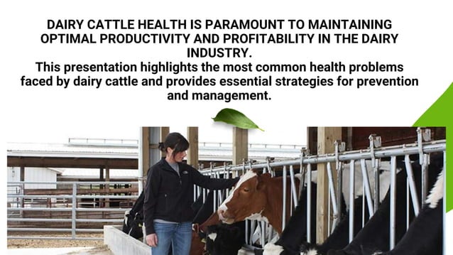 Most common health problems in dairy cattle | PPTX | Veterinary ...