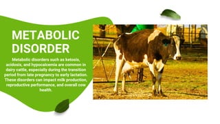 Most common health problems in dairy cattle | PPTX